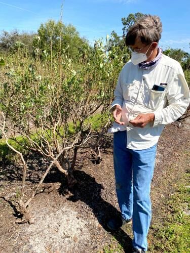 Lilyquist: Symbol of Highlands farming | Highlands News-Sun ...
