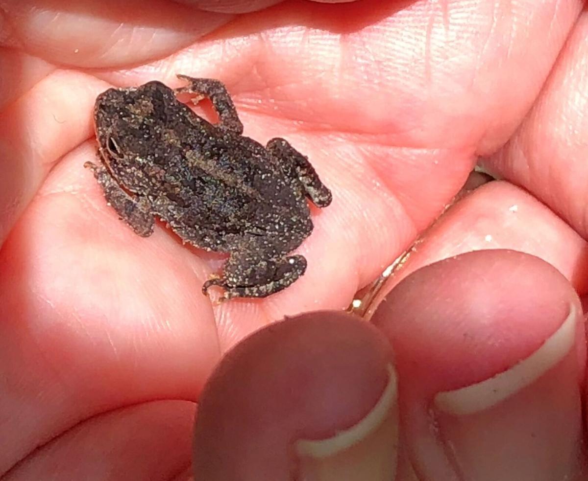 The cry of the oak toad | Highlands Homes | midfloridanewspapers.com