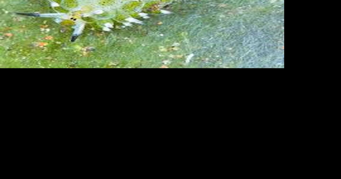 Leaf Sheep | | midfloridanewspapers.com