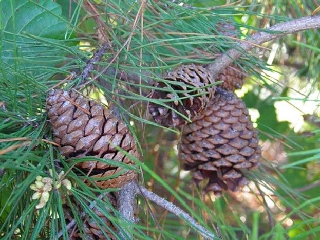 Florida’s Christmas tree – The sand pine | News | midfloridanewspapers.com