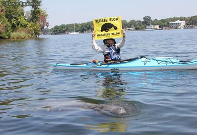 Heading out on the water? Watch for manatees | News ...