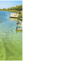 Lake Eustis blue-green algae bloom | Triangle News Leader ...