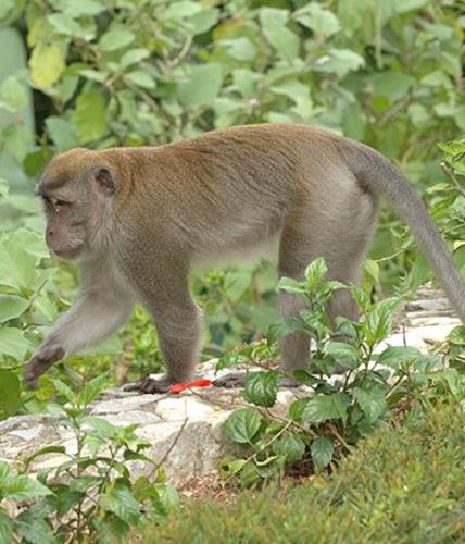 Study identifies Florida’s potential invasive species threats | News ...