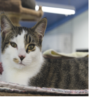 YOUR Humane Society SPCA | Sumter County Shopper | midfloridanewspapers.com