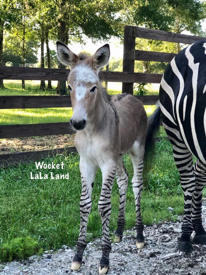 Zonkey rarity can be seen at LaLa Land | Highlands News-Sun ...