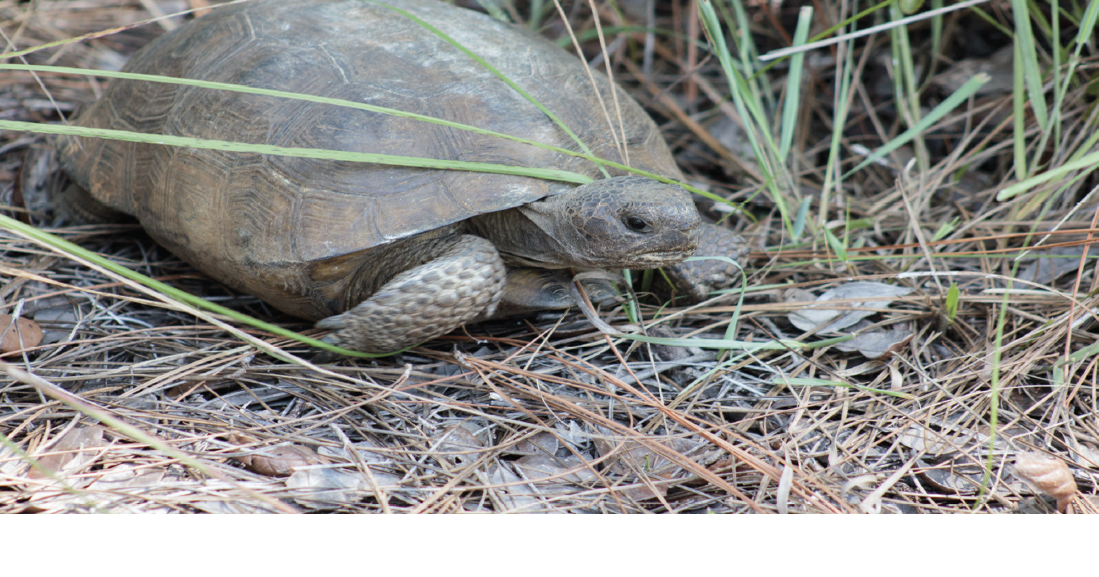 Gopher Tortoise Day is April 10 | Sumter County Shopper ...