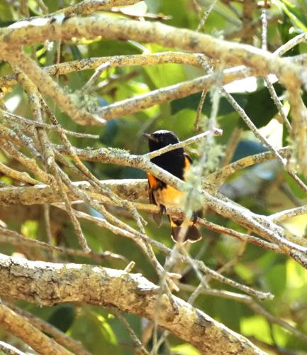 Here now but gone in a flash, the American Redstart | Highlands Homes | midfloridanewspapers.com