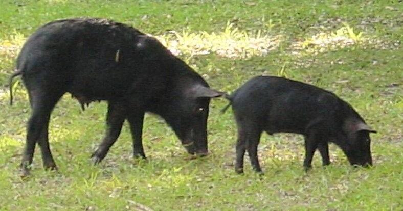 Pigging out on those acorns - the wild hog | Around Town ...