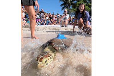 Rehabilitated sea turtle released in Florida Keys to join Tour de ...