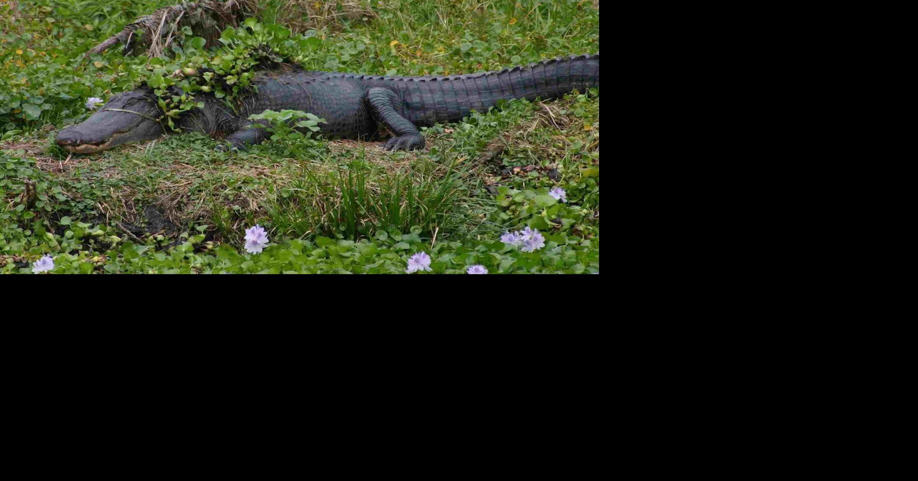 Thousands of 'nuisance alligators' are killed each year | Highlands ...