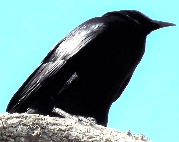 florida black crow