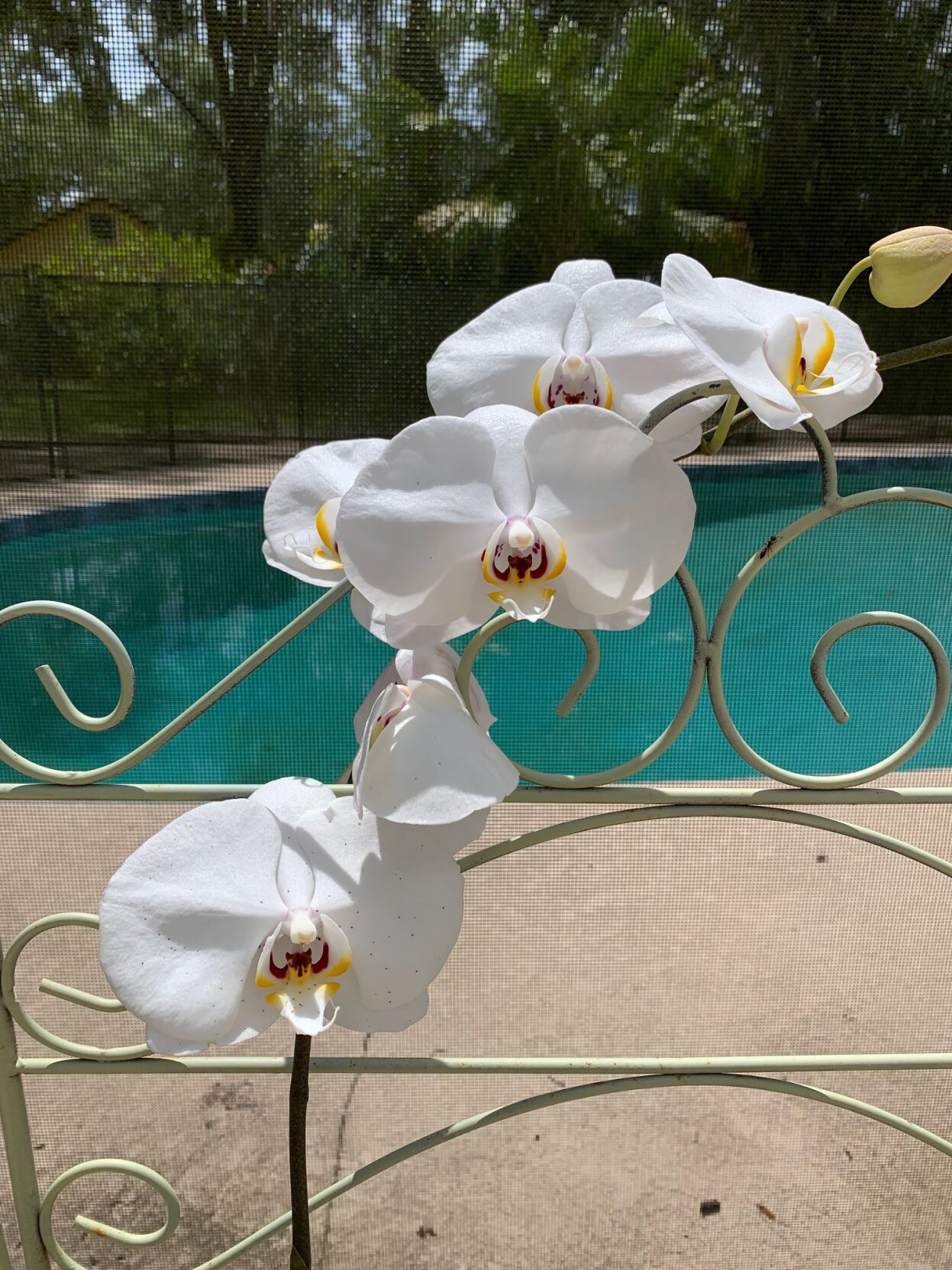 Photo of the Week - July 19 | Community | midfloridanewspapers.com