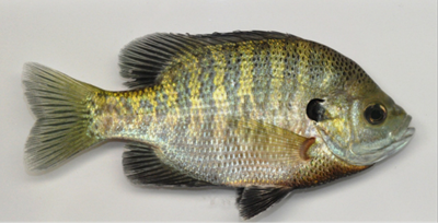 Bluegill: game fish or aquarium, you decide | Local ...