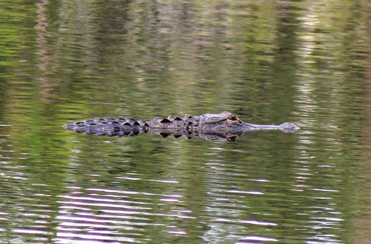 Nesting season is heating up for American alligators | Highlands Homes ...