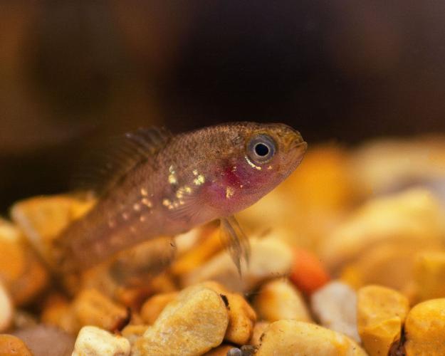 Sunfish disco | News | midfloridanewspapers.com