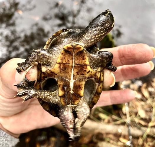 Such a cute little stinkpot! | Highlands Homes | midfloridanewspapers.com