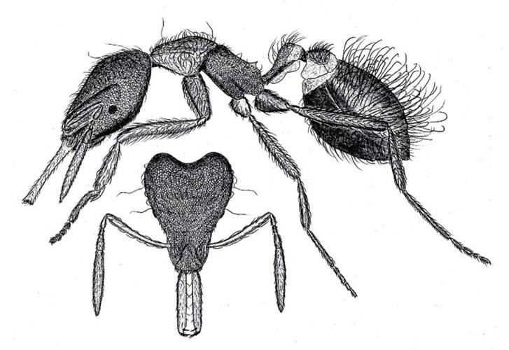 Ants: small and strange | Highlands News-Sun | midfloridanewspapers.com