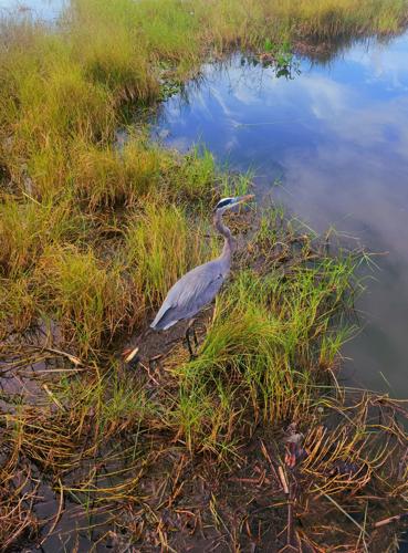 Big bird | Triangle News Leader | midfloridanewspapers.com