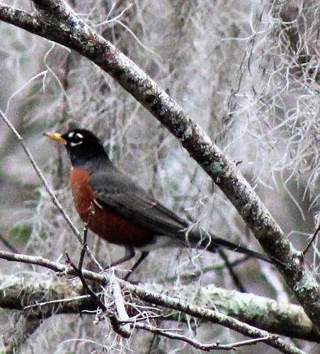 Skipping winter: The first robins of spring | Around Town ...