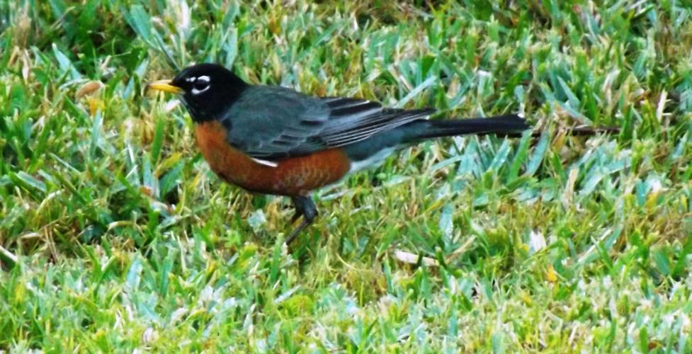 Skipping winter: The first robins of spring | Around Town ...
