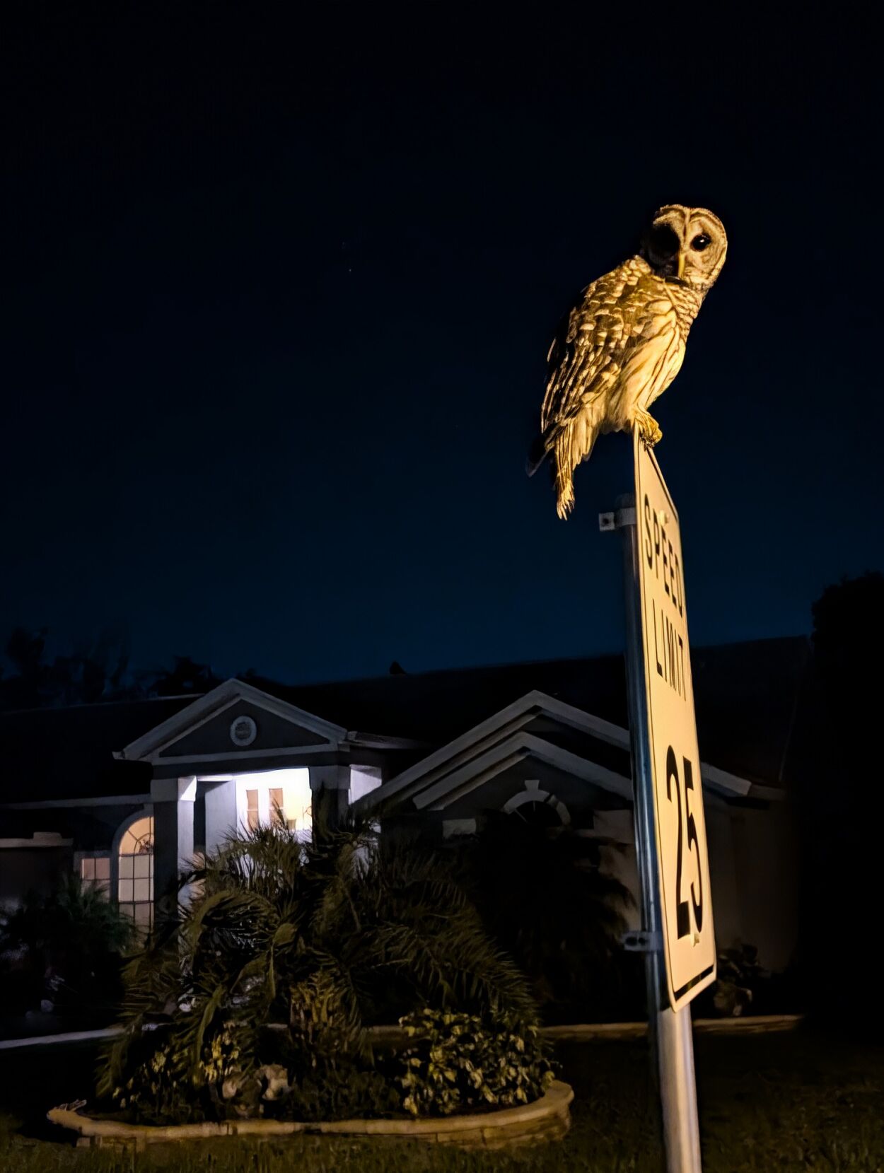 Photo of the Week: Who, me? | Community | midfloridanewspapers.com