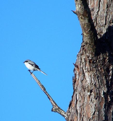 The loggerhead shrike - the butcher bird | Highlands News-Sun ...