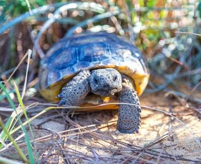 baby gopher turtle