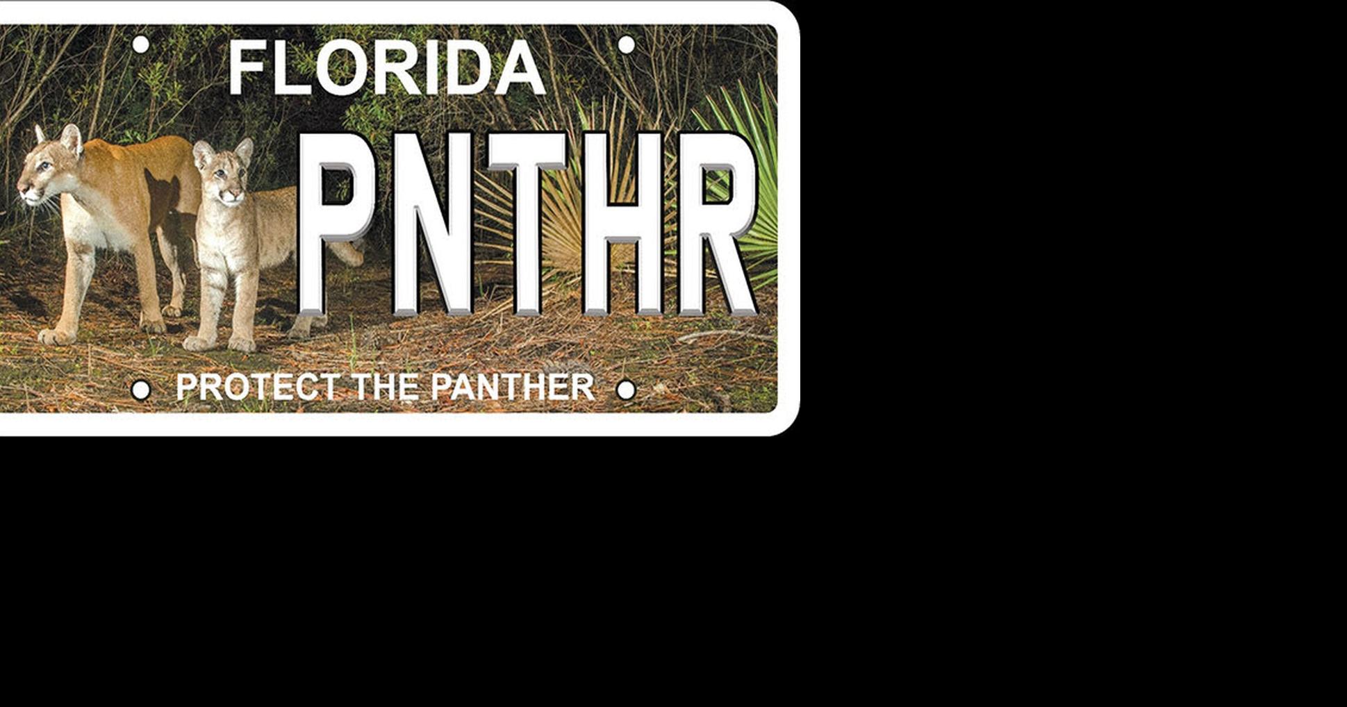 Newly designed Florida panther license plate available | News ...