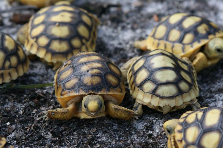 Why Florida needs gopher tortoises to beat extinction | Opinions | midfloridanewspapers.com