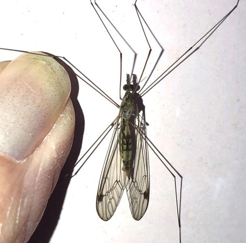 Crane fly - from tough worm to delicate insect | Highlands Homes ...
