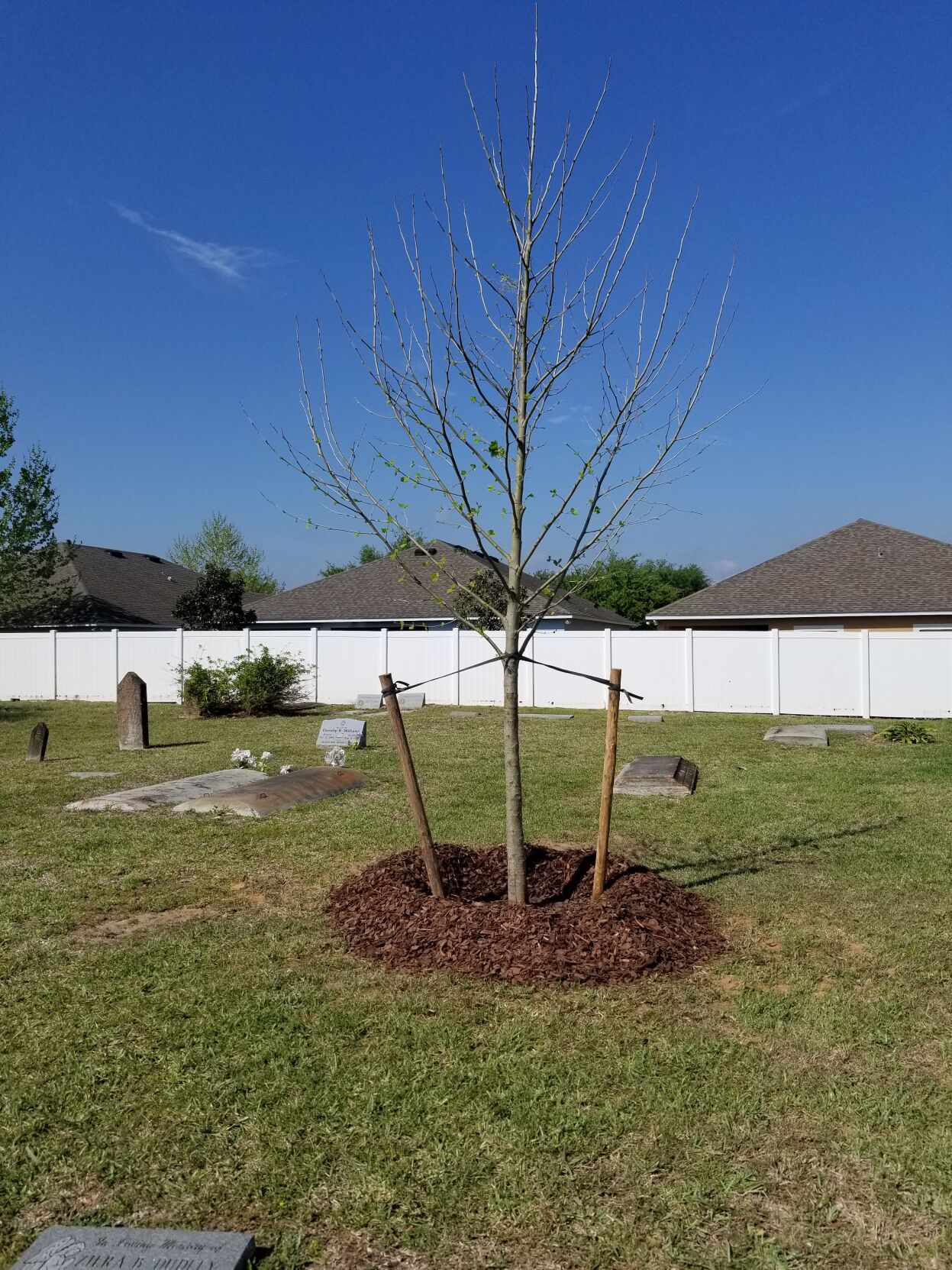Successful tree planting | Community | midfloridanewspapers.com
