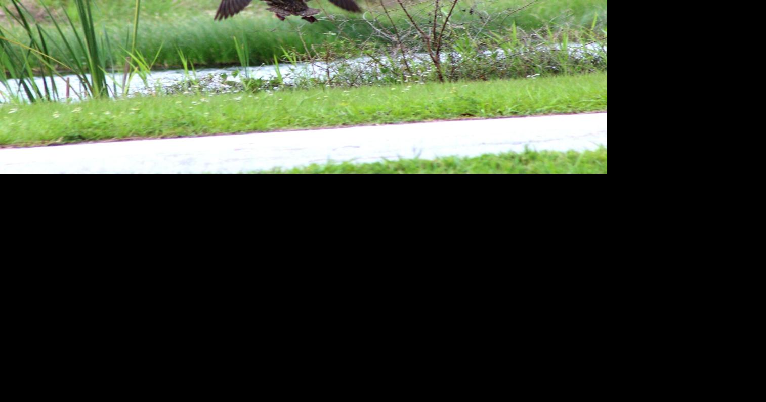 The mottled duck | Highlands News-Sun | midfloridanewspapers.com