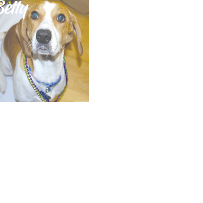 YOUR Humane Society SPCA | Sumter County Shopper | midfloridanewspapers.com