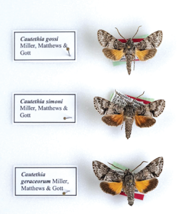 New hawk moth species discovered by UF researchers | Triangle News ...