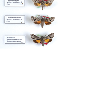 New hawk moth species discovered by UF researchers | Triangle News ...