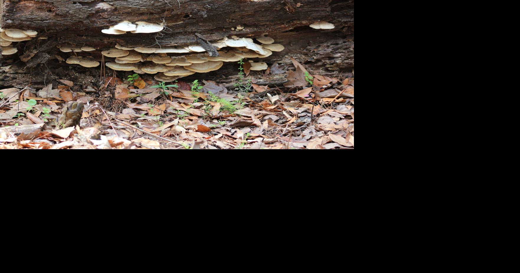 Florida’s fungal boom: What rainy season means for your yard ...