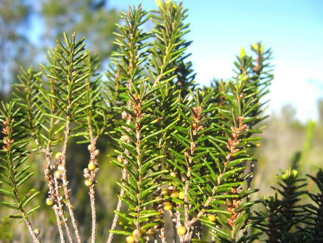 The scent of the scrub, Florida rosemary's aromatic secret | Around ...