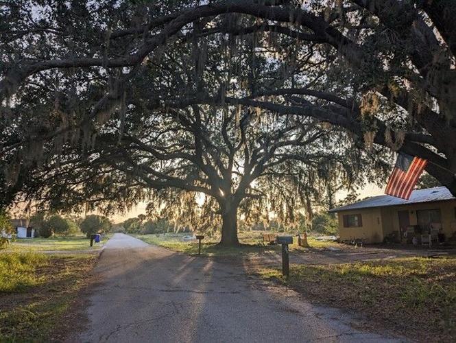 Local oaks for local folks | Around Town | midfloridanewspapers.com