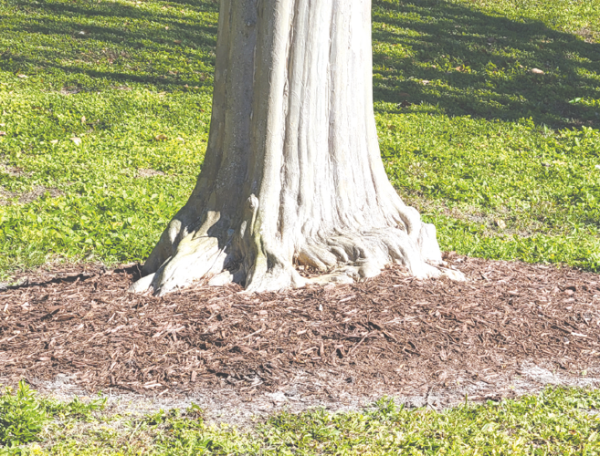 How to prepare trees for storms | Triangle News Leader ...