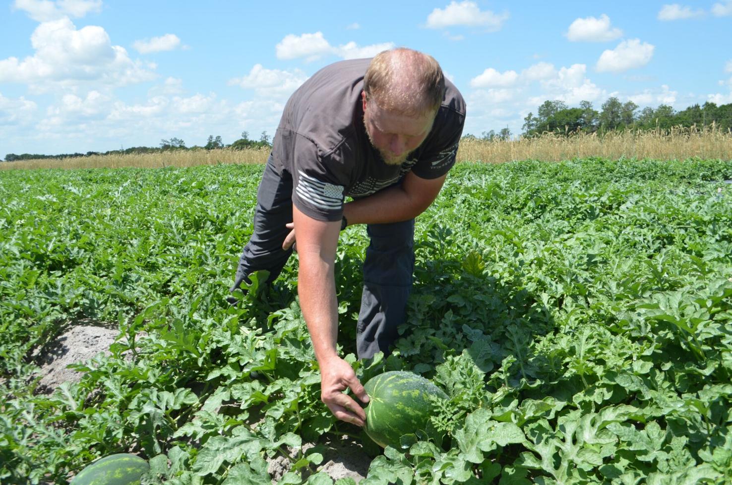 Graham Farms prepares for summer craze | News | midfloridanewspapers.com