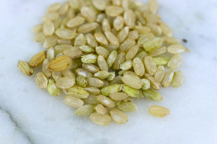 Want to grow your own rice? A step-by-step guide for adventurous ...