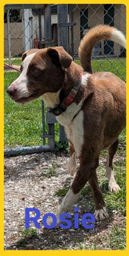 Pawsome Pets up for adoption | Highlands Sun | midfloridanewspapers.com