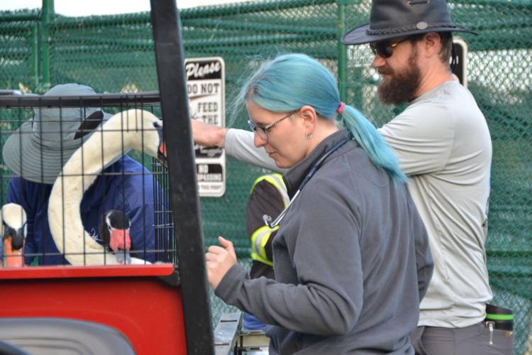 Wings in a flurry at Swan Round-Up | Photo Gallery ...