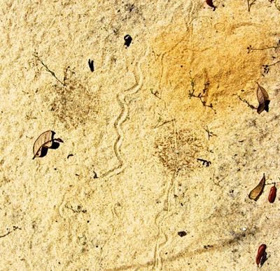 What is a sand skink? | News | midfloridanewspapers.com