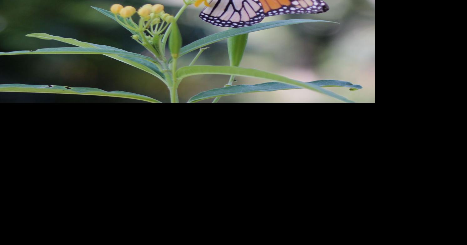 The bountiful beauty of butterflies | Highlands Homes ...