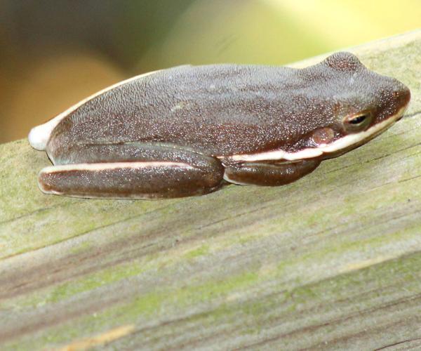 Helpful hoppers - the "good" toads and frogs out there | Highlands ...