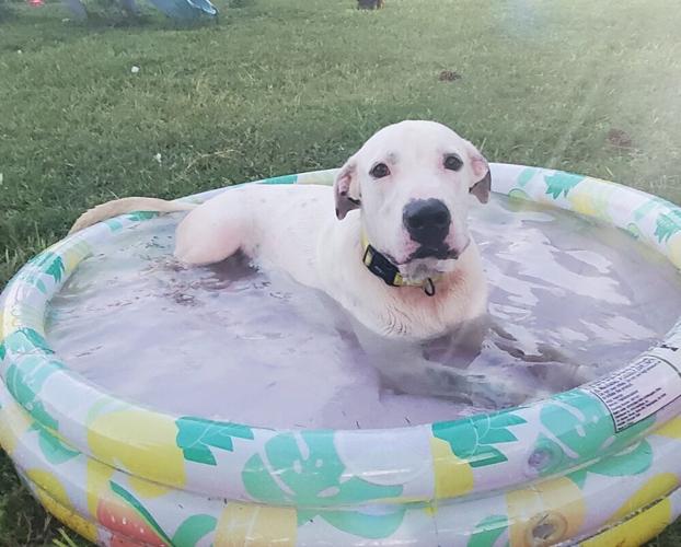 Pool hall fundraiser to help abandoned pups | Highlands News-Sun ...