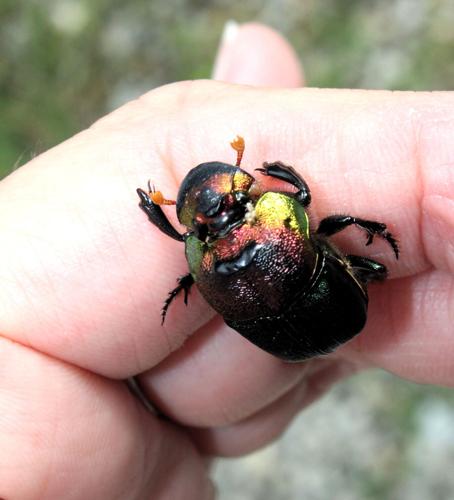 At the end of the Rainbow (scarab) is a bit of poo | Highlands Homes ...