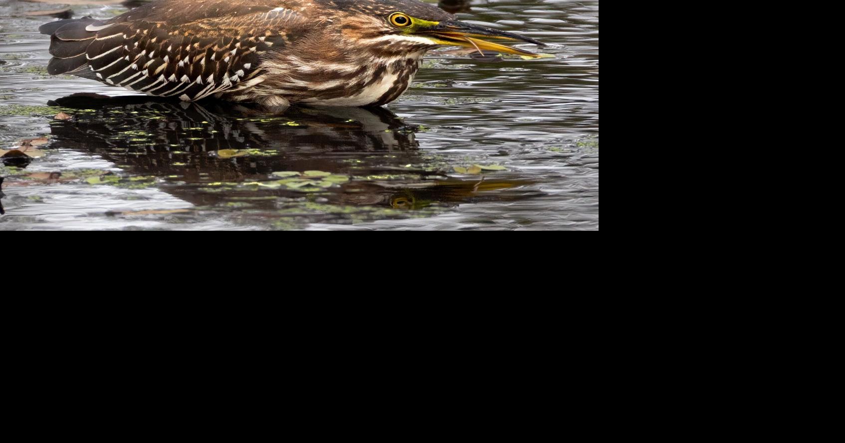 Harris- photo 4- 16 Feb 2025---PHOTO CREDIT- Brenda Fishbaugh.jpg ...