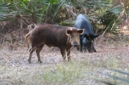 Wild hogs a problem on Oak Hill | News | midfloridanewspapers.com
